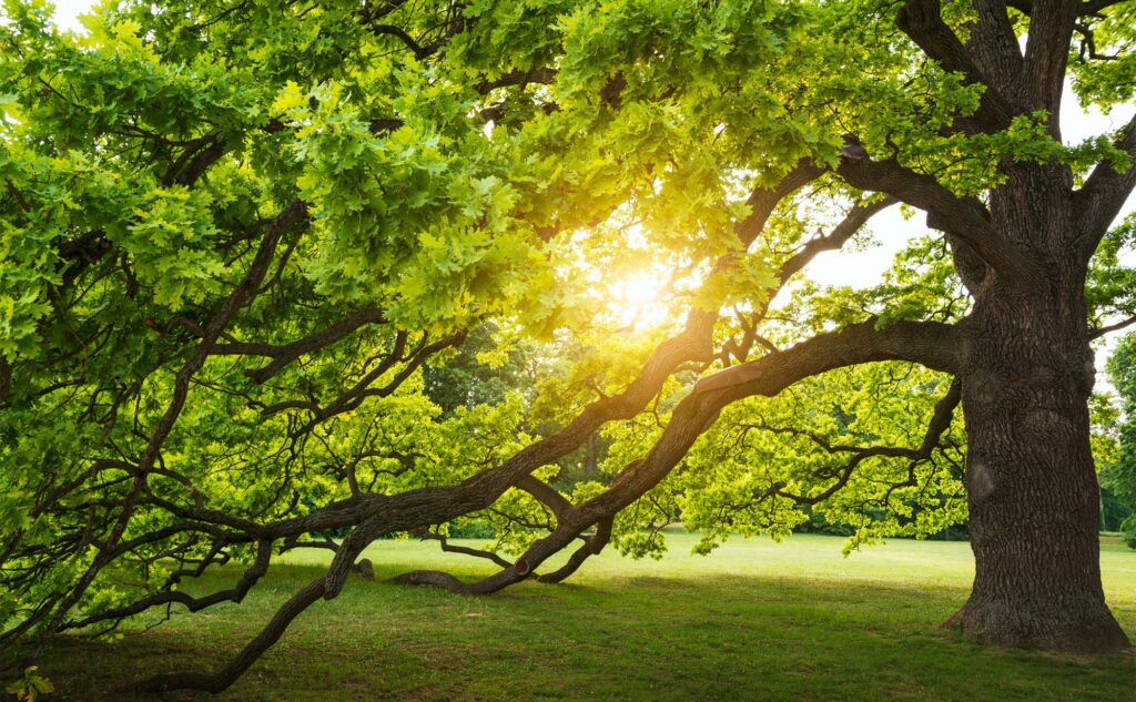 The Rise of Nature Therapy to Improve Overall Well-being